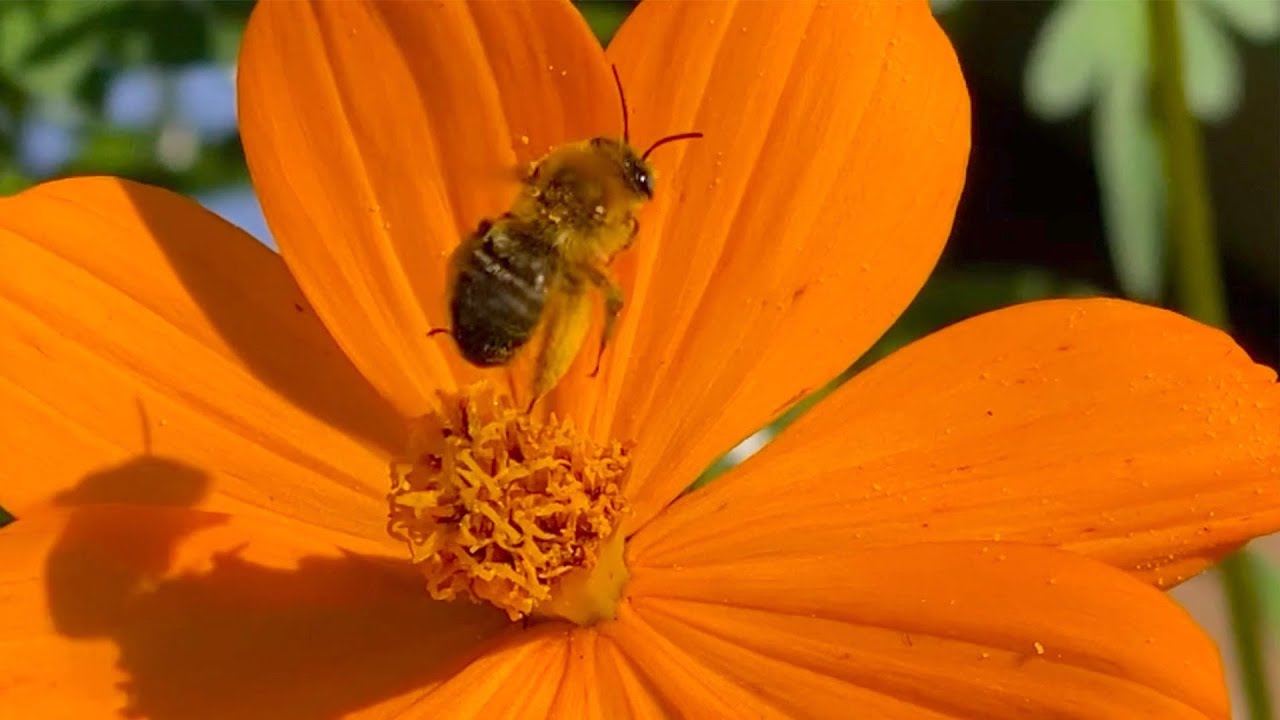 Beautiful Piano in Praise of Bees & Pollination | THE APIAN WAY by ...