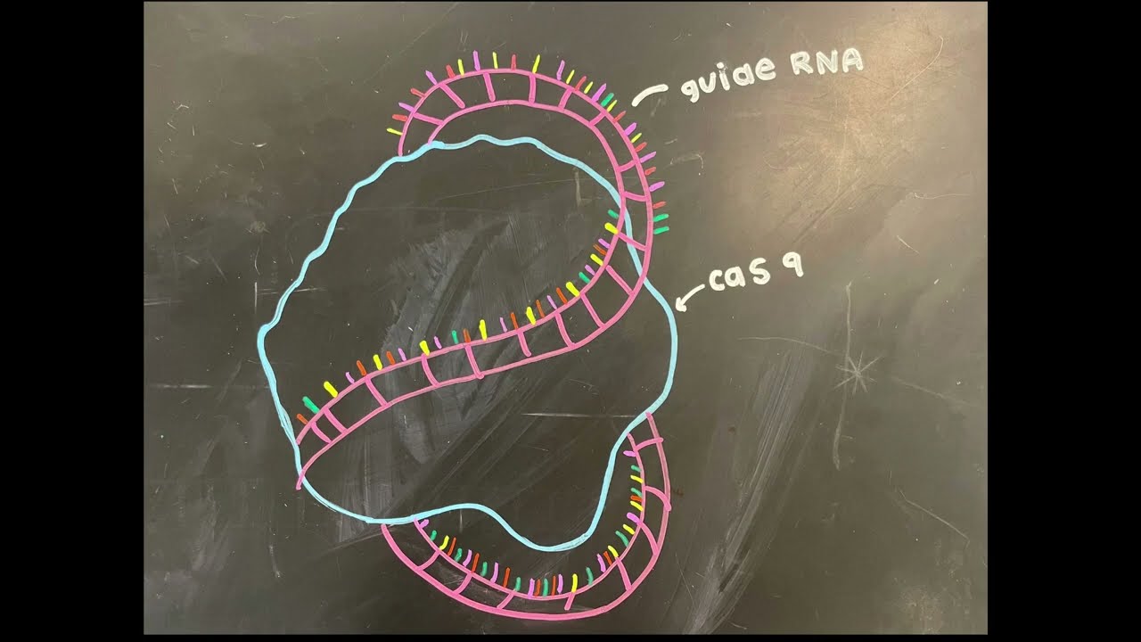 What is CRISPR Cas 9? (Animation) - YouTube