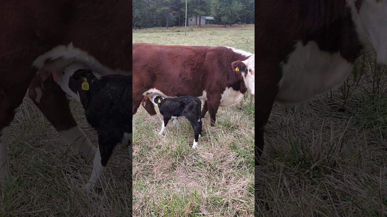 New fall calf - YouTube