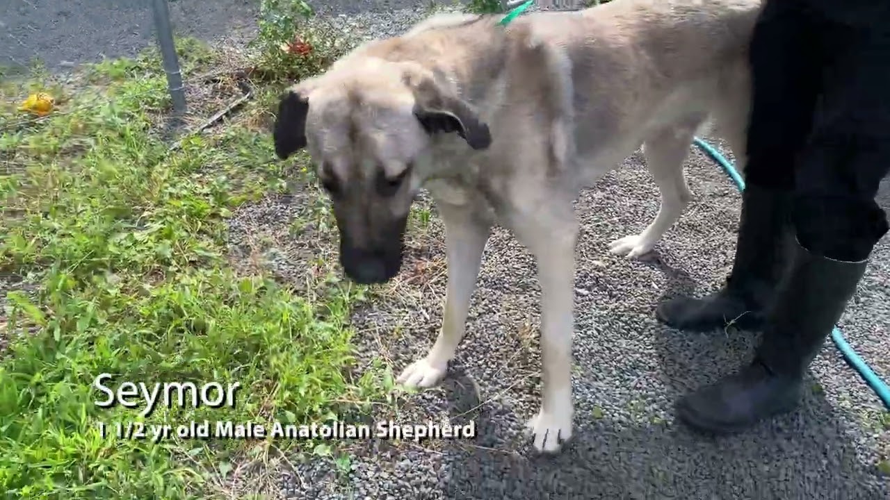 Good Homes Needed July 28, 2022 - YouTube