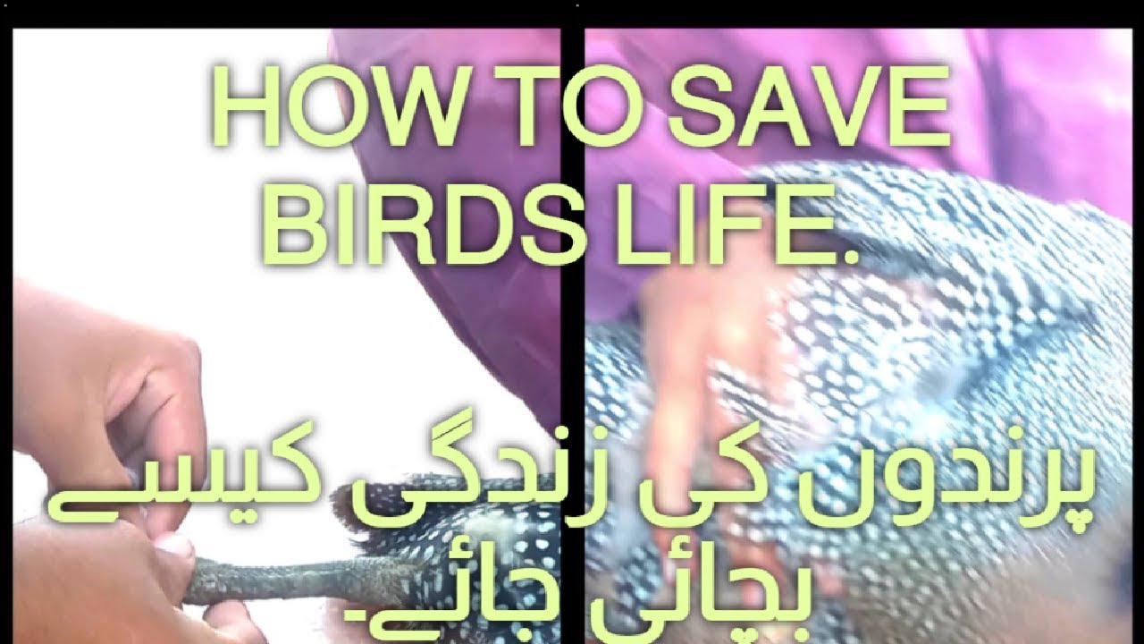 How to save birds life. @wildlifeanimalsofsindh - YouTube