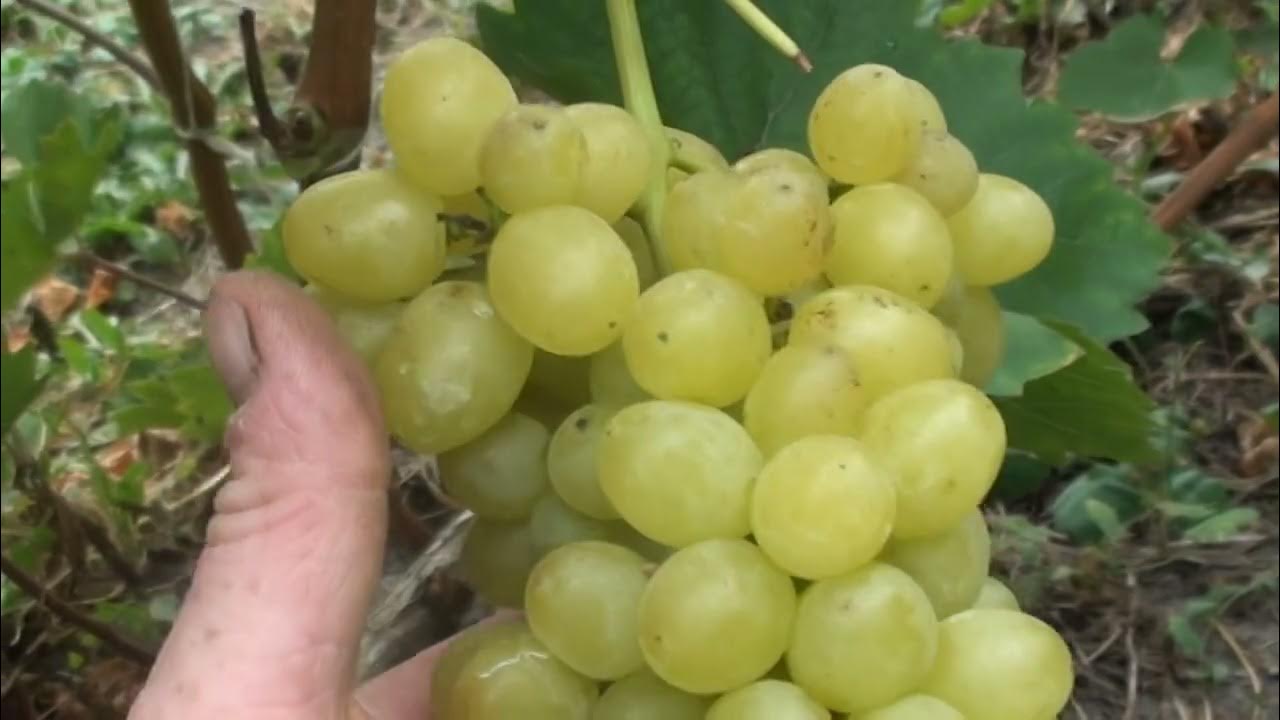 Виноград блестящій та цимус. - YouTube