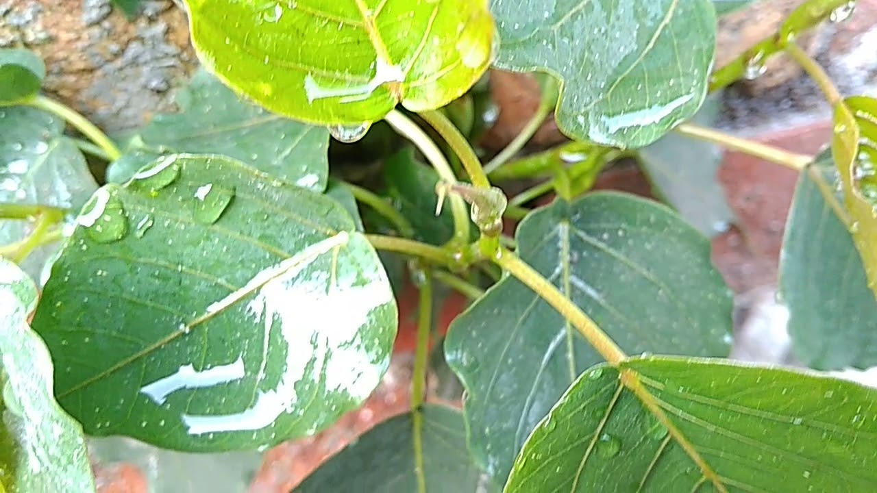 Religious plant | pipal tree | Ficus Religiosa | sarna tree | non ...