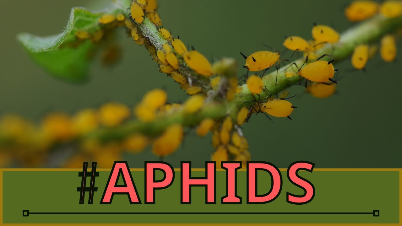 What Most People Don't Know About Aphids! (Aphidoidea) - YouTube