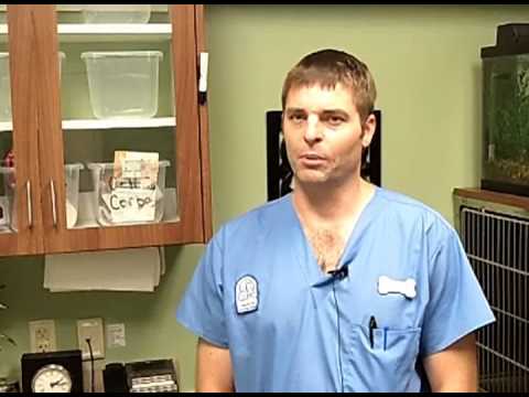 Kennel Manager, Career Video from drkit.org - YouTube