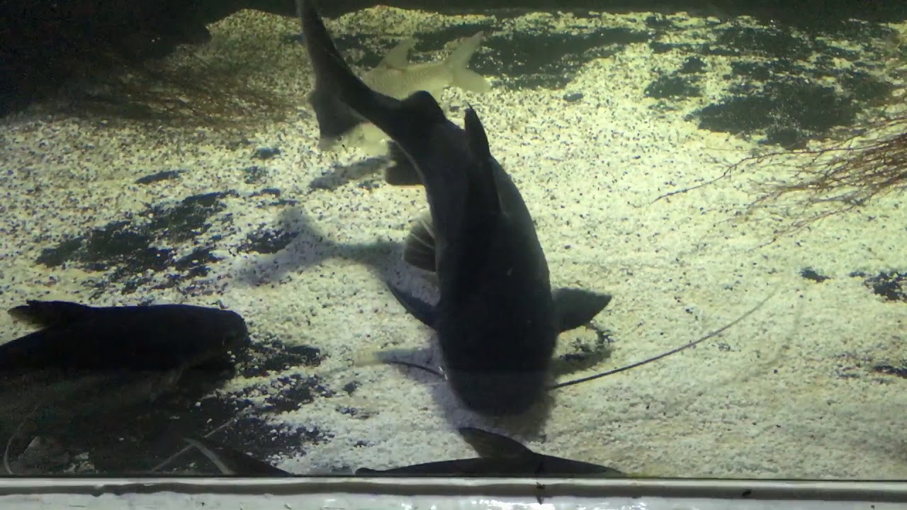 Brachyplatystoma filamentosum Eating - YouTube