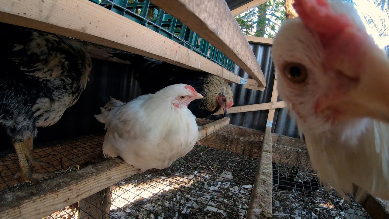 Big Little Chickens Grew Up Fast - YouTube