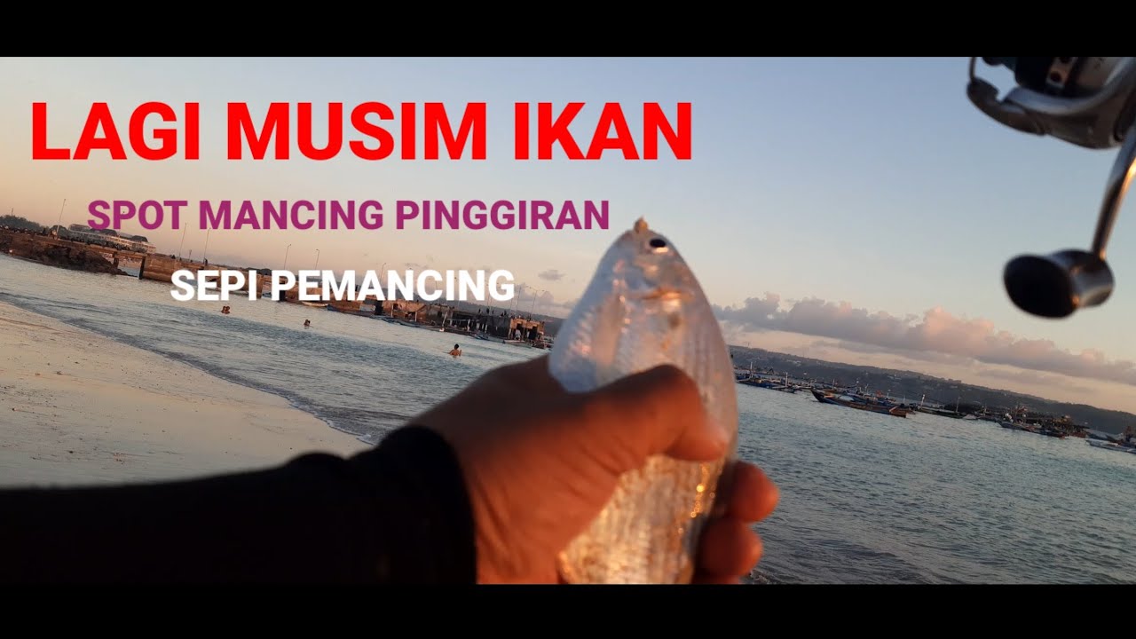 LAGI MUSIM IKAN..‼️DI SPOT MANCING PINGGIRAN - YouTube