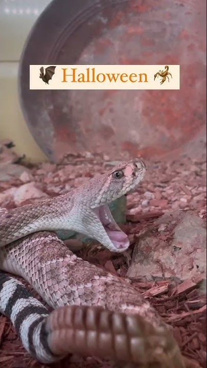 Giant Rattlesnake Yawn! #shorts - YouTube