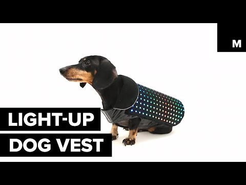 Disco dog