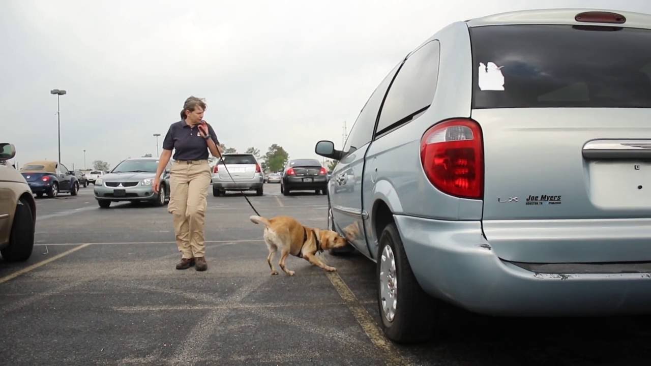 Interquest Detection Canines Programs for Schools - YouTube