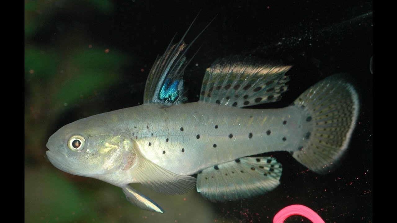 LFS Haul 6 13 21 Fan Dancer Goby - YouTube