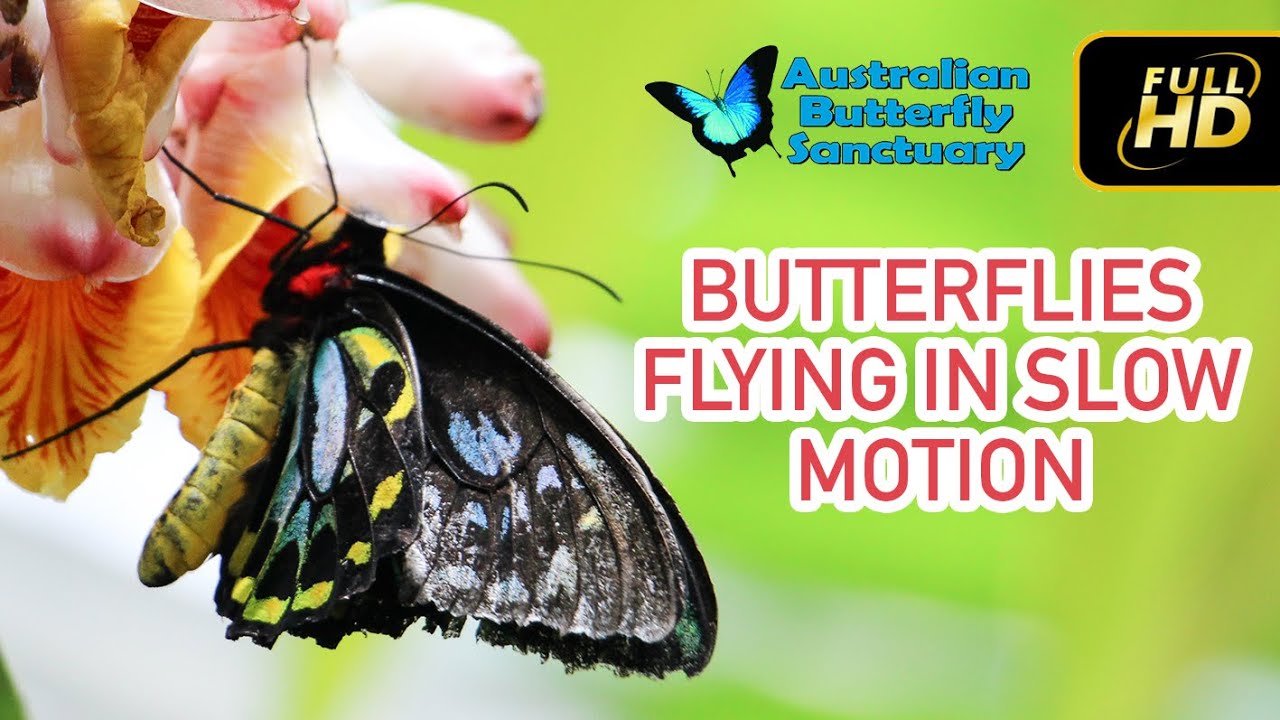 Butterflies Flying in Slow Motion | HD | Australian Butterfly Sanctuary ...