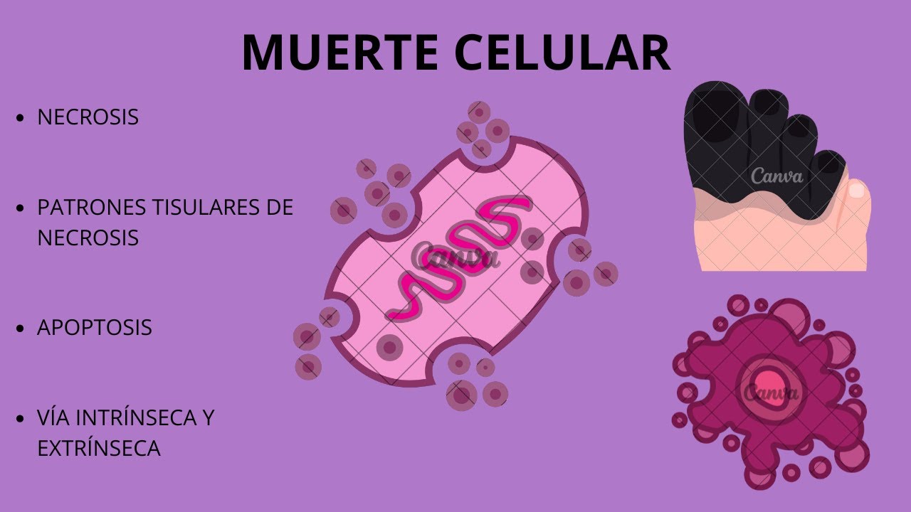 Muerte celular (PATOLOGÍA: Mecanismo de necrosis y apoptosis) - YouTube
