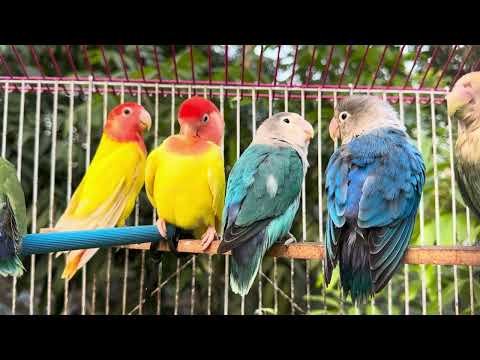 Lovebirds agapornis sounds HD Mama