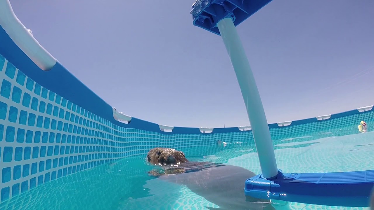 Capybara in a pool - YouTube