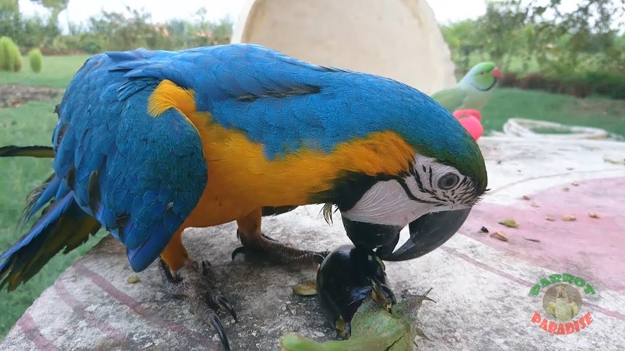 Baby Macaw Making New Friends - YouTube