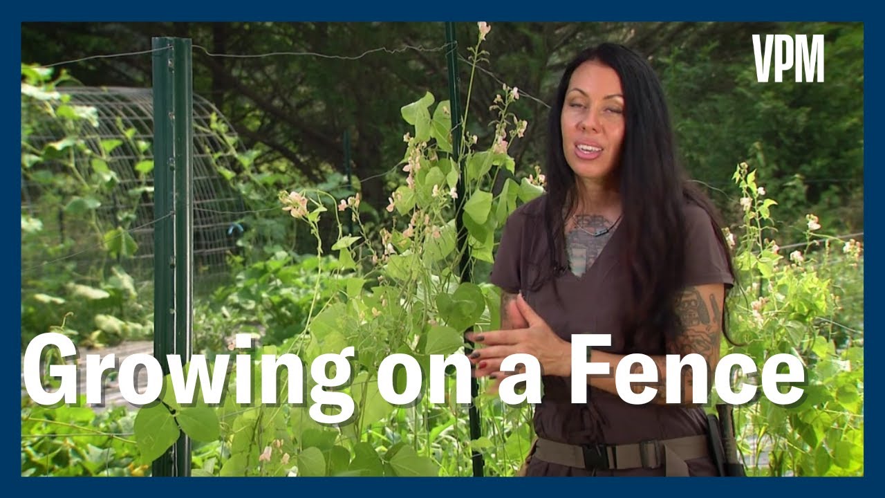 Maximize garden space by growing vertically on a fence - YouTube