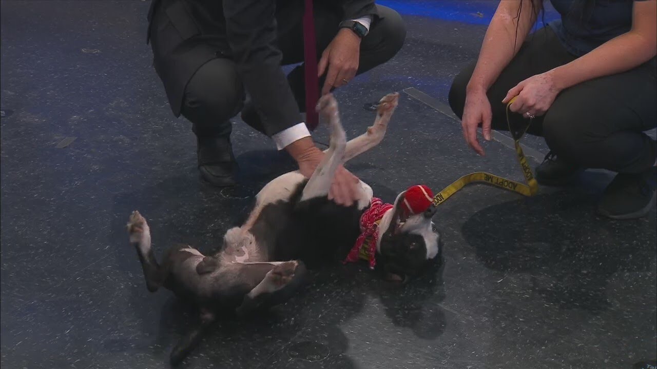 News 13 Pet Adoption Option: Rascal - YouTube
