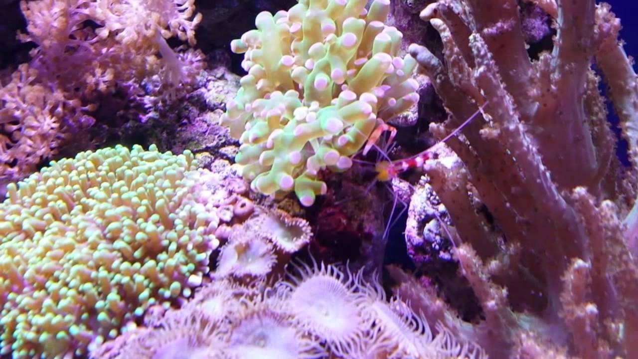 Stenopus Cyanoscelis release - YouTube