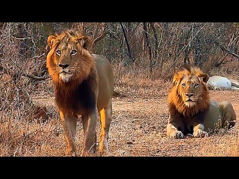Guernsey Male Lions spotting a hyena from a distance | 7 September 2025 ...
