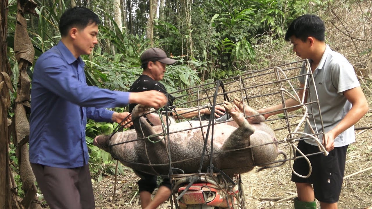 Selling the biggest wild boar. Robert | Green forest life - YouTube
