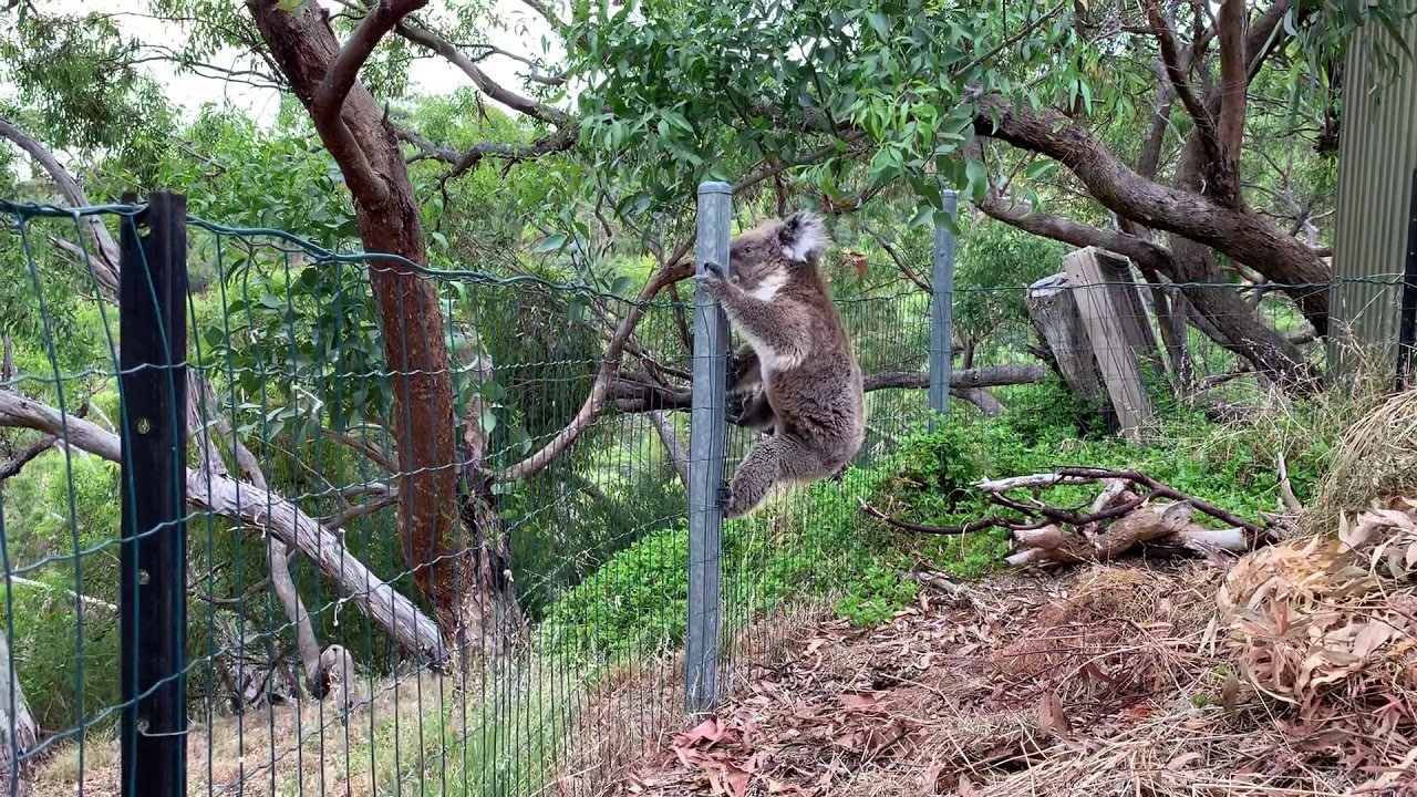 Koala fence climbing - YouTube