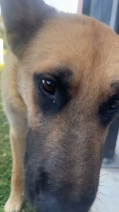 Look at my dogs - YouTube