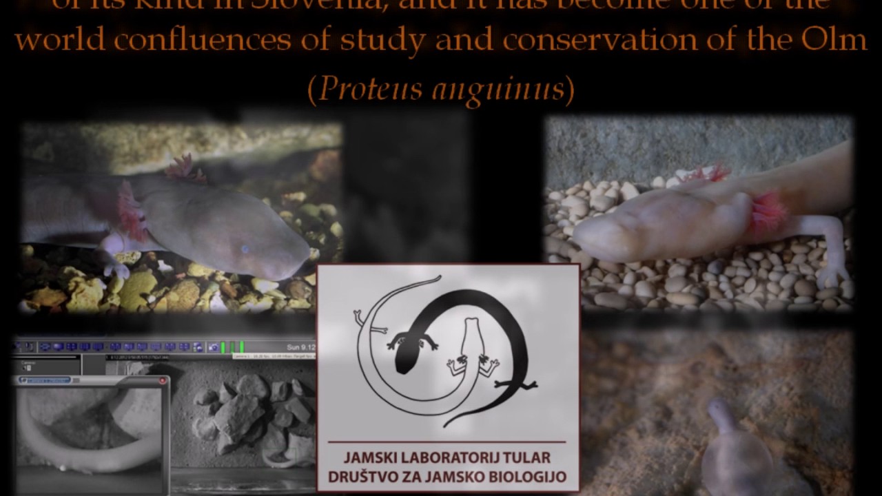 Speleobiologist Marko Aljančič - the founder of Tular Cave Laboratory Slovenia - YouTube