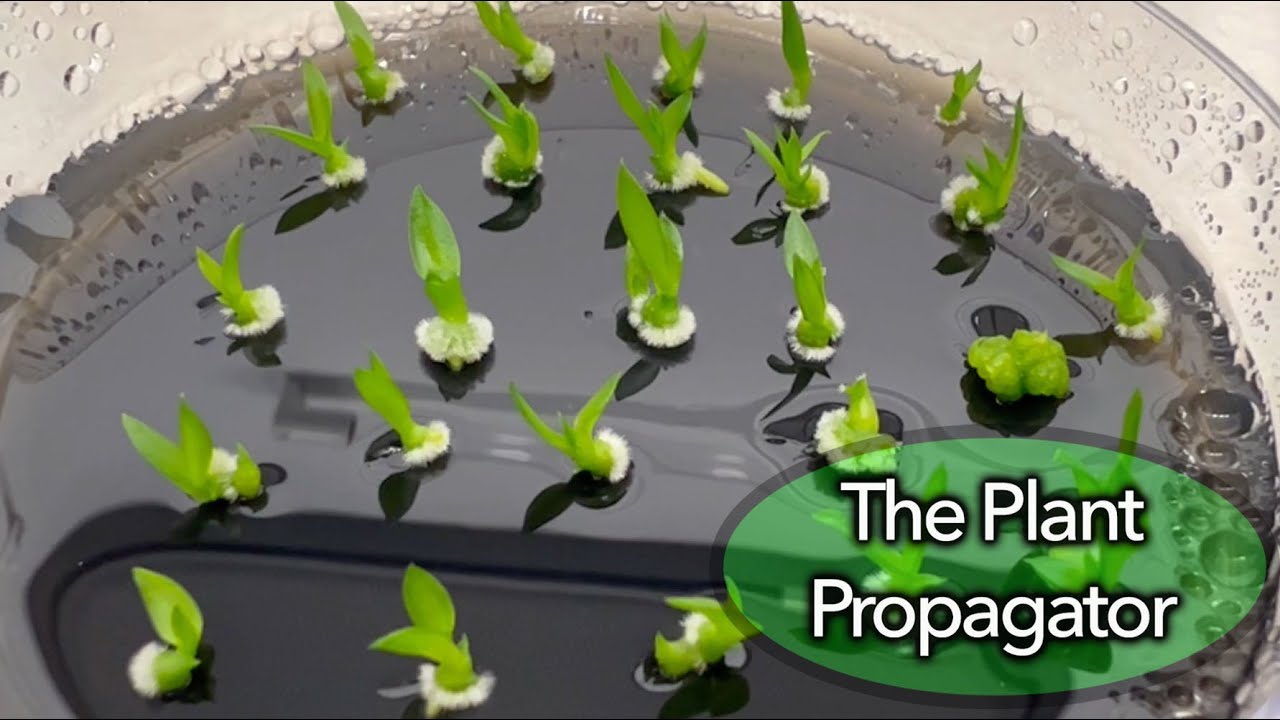 Orchid Seeds and Seedlings! - YouTube