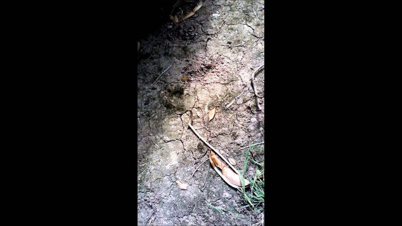 Cherry Knocking 1 YouTube cherry-knocking-1-youtube