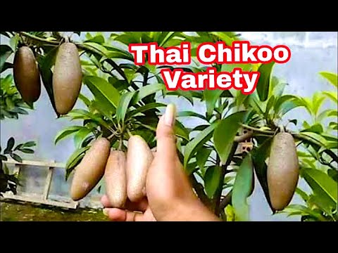 Thai chikoo plants ( Newnessplant) - YouTube