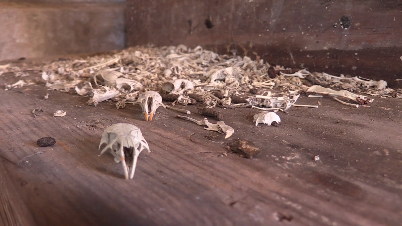 DECAY Trailer - YouTube