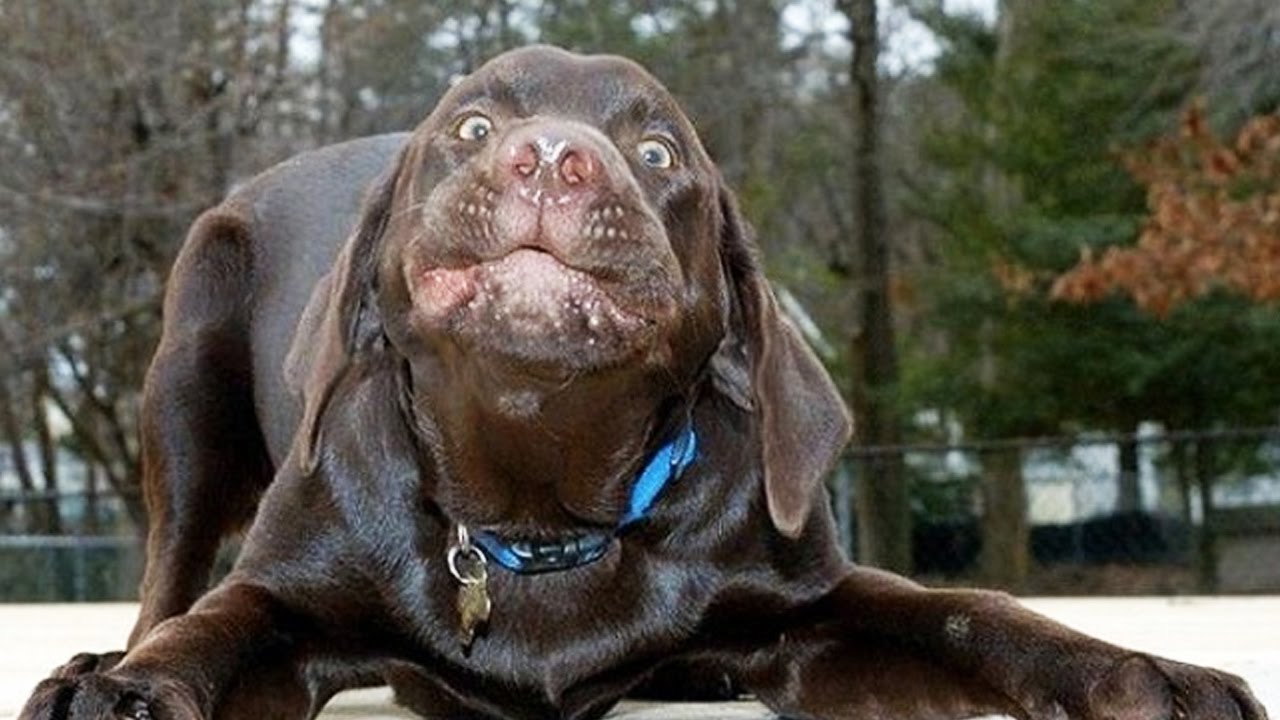 LABRADORS ARE AWESOME 2017 🐕 [Funny Pets] - YouTube