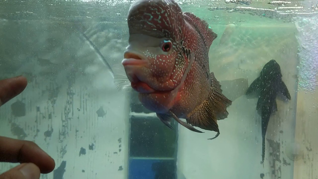 IKAN LOHAN - YouTube