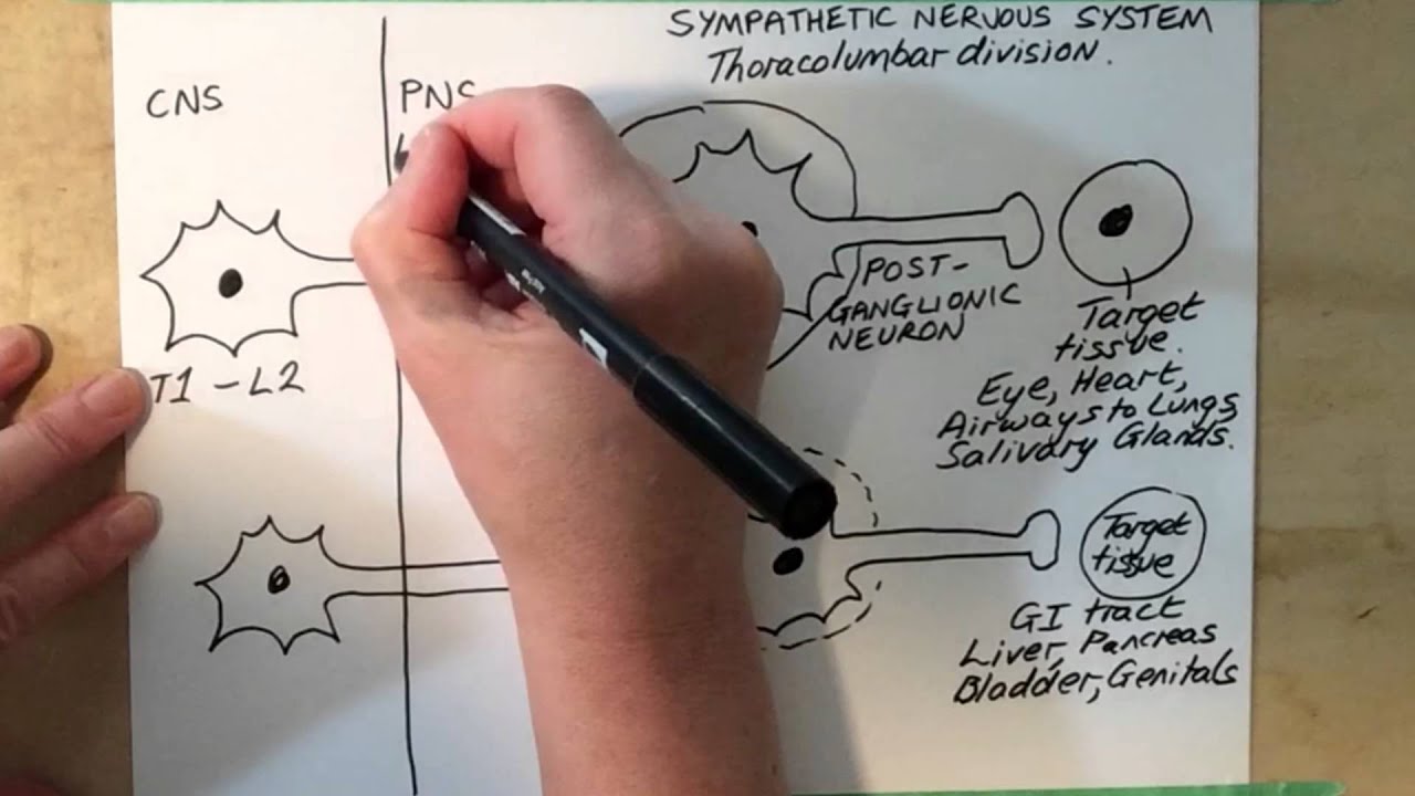 Sympathetic nervous system motor pathways - YouTube