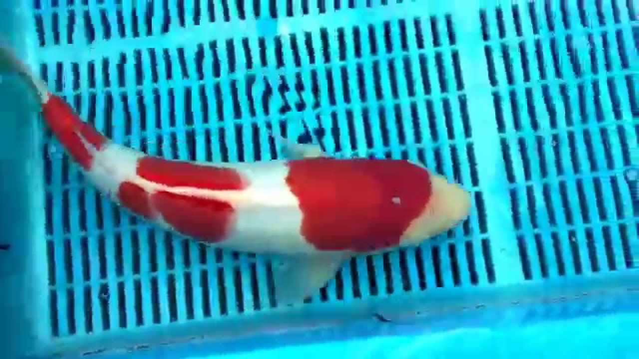 3 step kohaku - YouTube