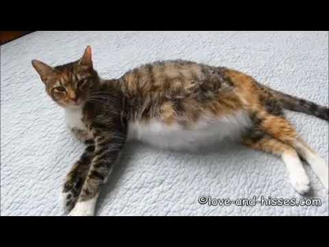 Cat swallowed my golds fish...*cat pregnant vore