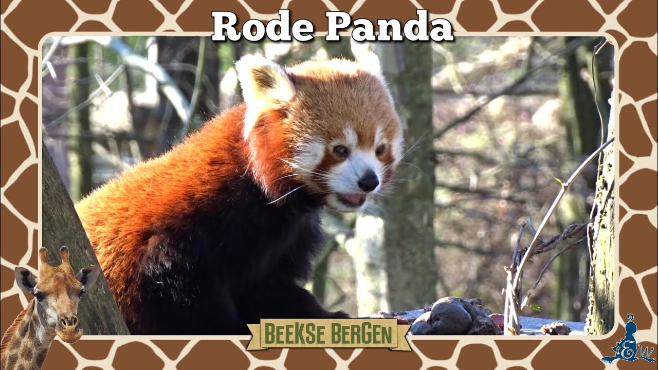 [Beekse Bergen] De Rode Panda aan het eten - YouTube