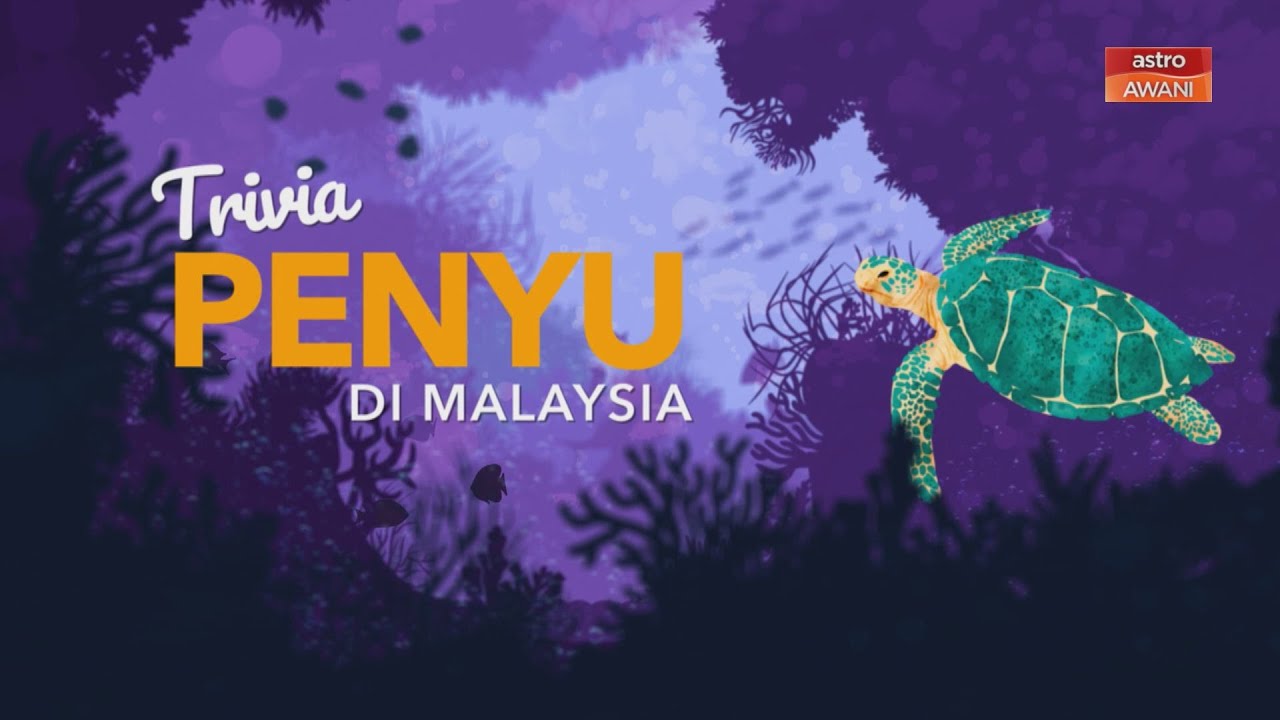 [INFOGRAFIK] Trivia penyu di Malaysia - YouTube