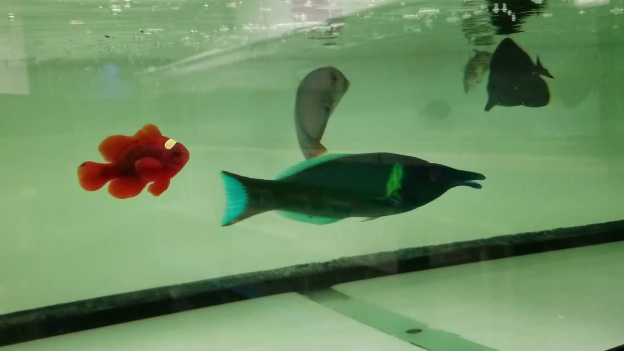 Green Bird Wrasse $179 - Hawaii - YouTube