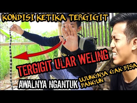 TEST TARING ULAR WELING YANG MENEWASKAN PENJAGA SEKOLAH! PENJELASAN ...