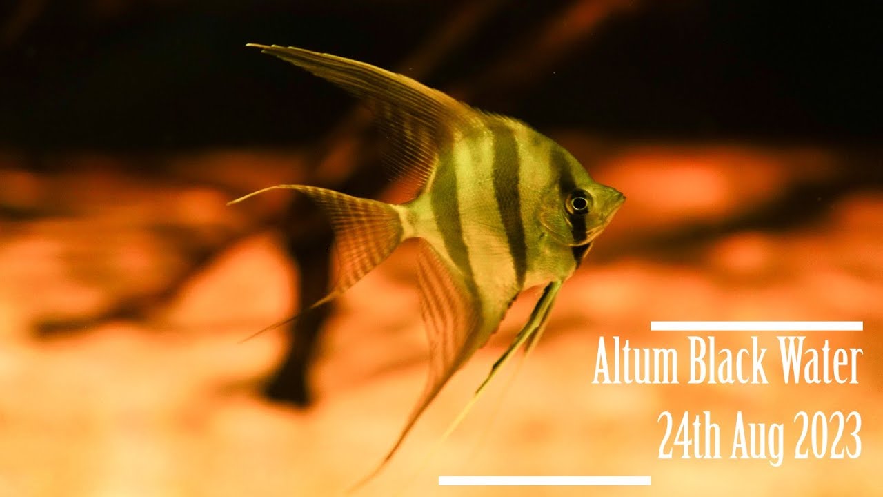 Altum Atabapo 24th Aug 2023 - YouTube