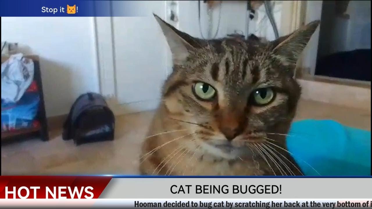 Cat disturbed. Cat News #5 - YouTube