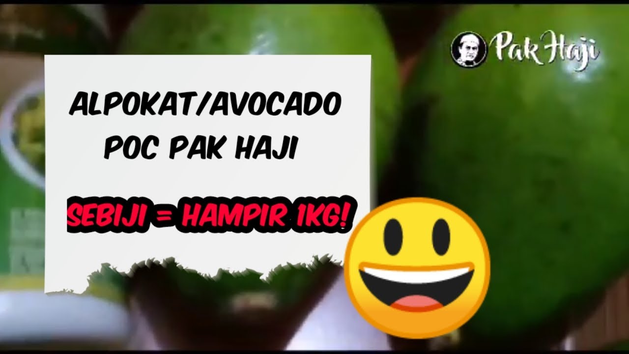Alpokat/Avocado POC Pak Haji. Sebiji=Hampir 1KG! - YouTube