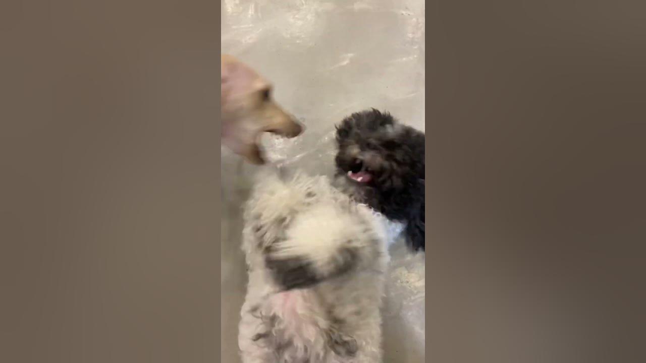친구랑 싸우는 꽃님이 Youtube