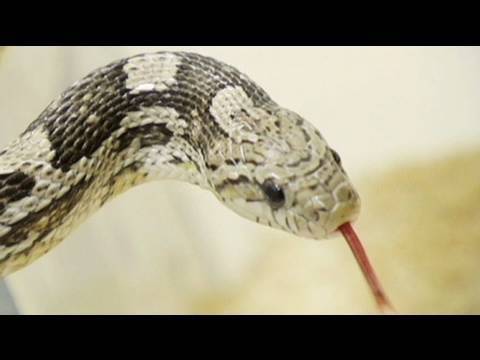 Snake Bytes TV - "Snakes as Pets Vs. Breeders" - YouTube