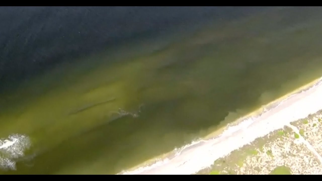 Toxic Algae Bloom Hits Florida's Southwest Coast - YouTube