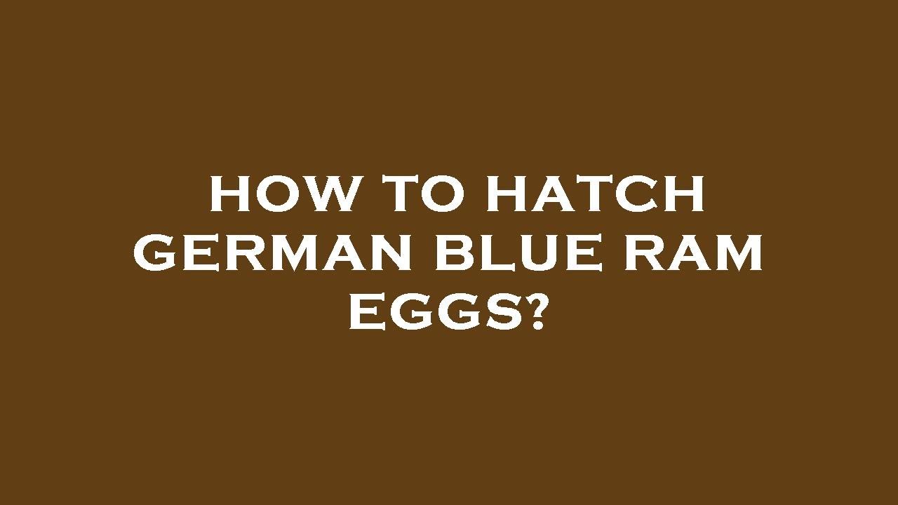 How to hatch german blue ram eggs? - YouTube