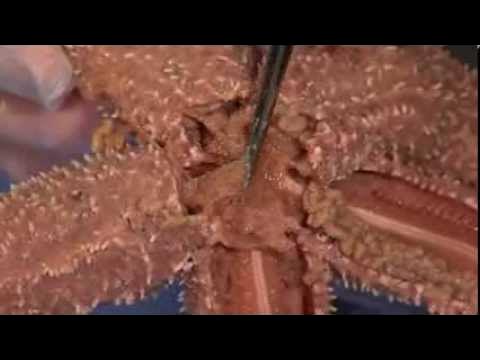 Detailed Sea Star (starfish) Dissection: Part II (Jr. High, High School ...